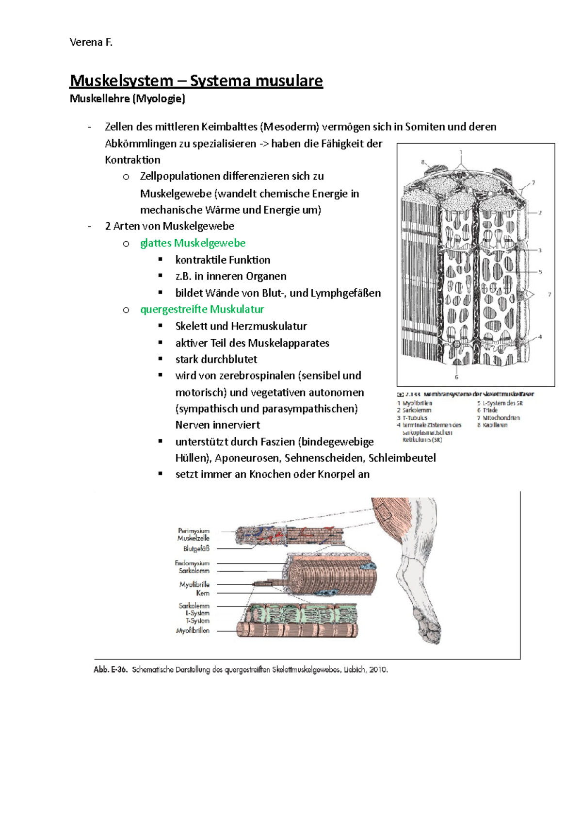 Anatomie Muskelsystem - 890.200 - MedUni Wien - StuDocu