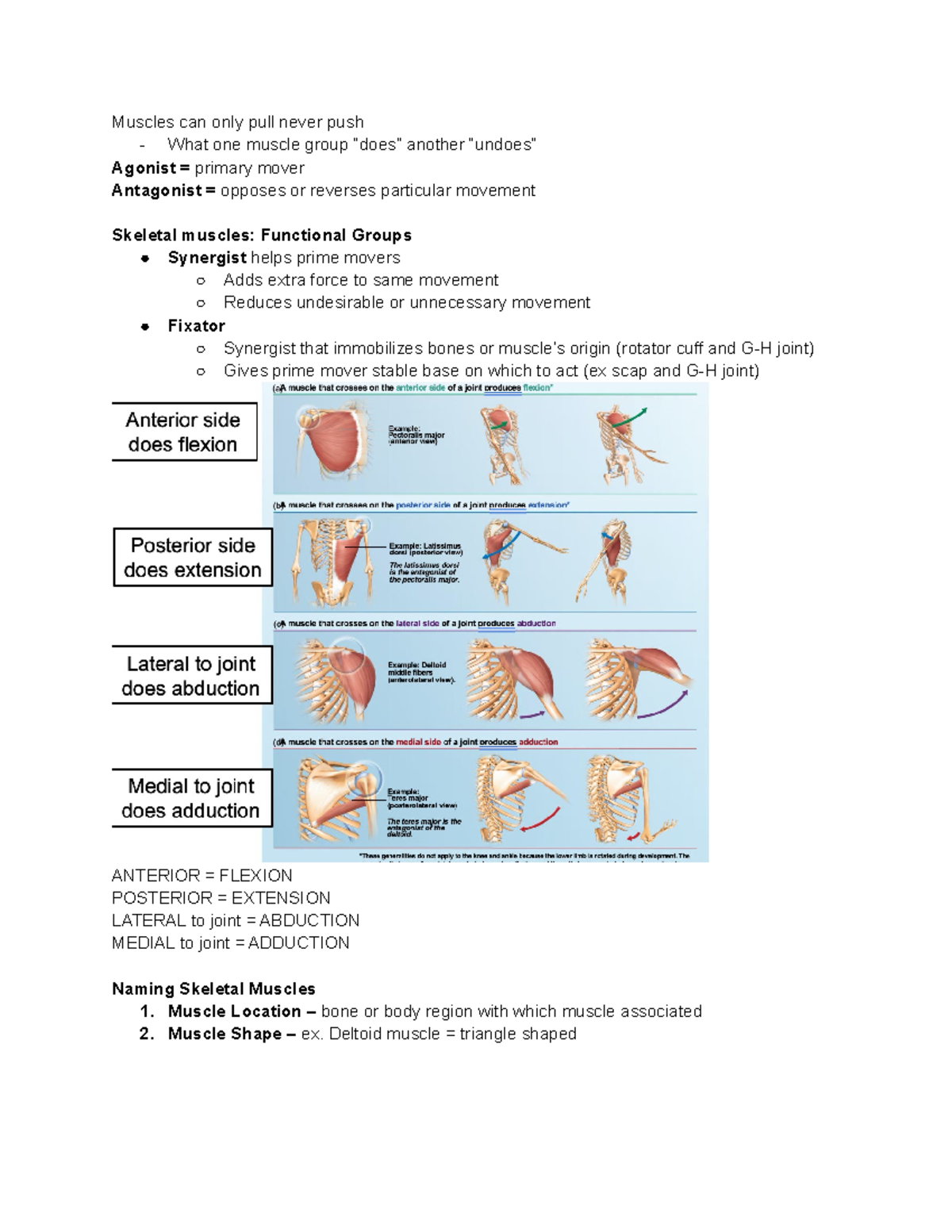 Chapter 10 Muscle Systems - Muscles can only pull never push - What one ...