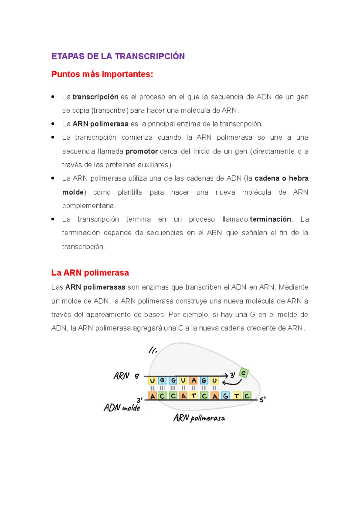 Etapas de la transcripción - ETAPAS DE LA TRANSCRIPCIÓN Puntos más ...