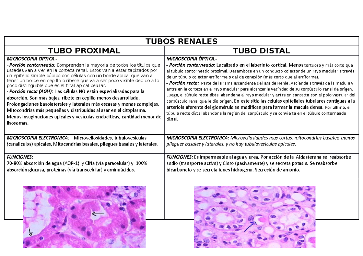 Histología PRAC10 - TUBOS RENALES TUBO PROXIMAL TUBO DISTAL MICROSCOPIA ...