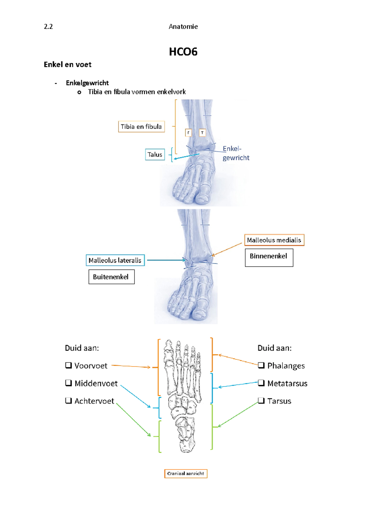 Schijf 1, Module 2; HCO6 - HCO Enkel en voet - Enkelgewricht o Tibia en ...