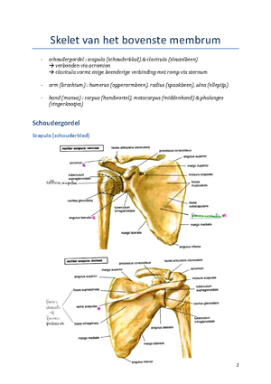 Spieren OL + verloop - Samenvatting Functionele anatomie - spieren van ...
