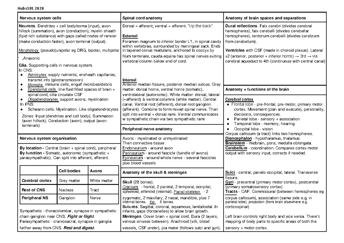Nervous system summary - Hubs191 2020 Nervous system cells Spinal cord ...