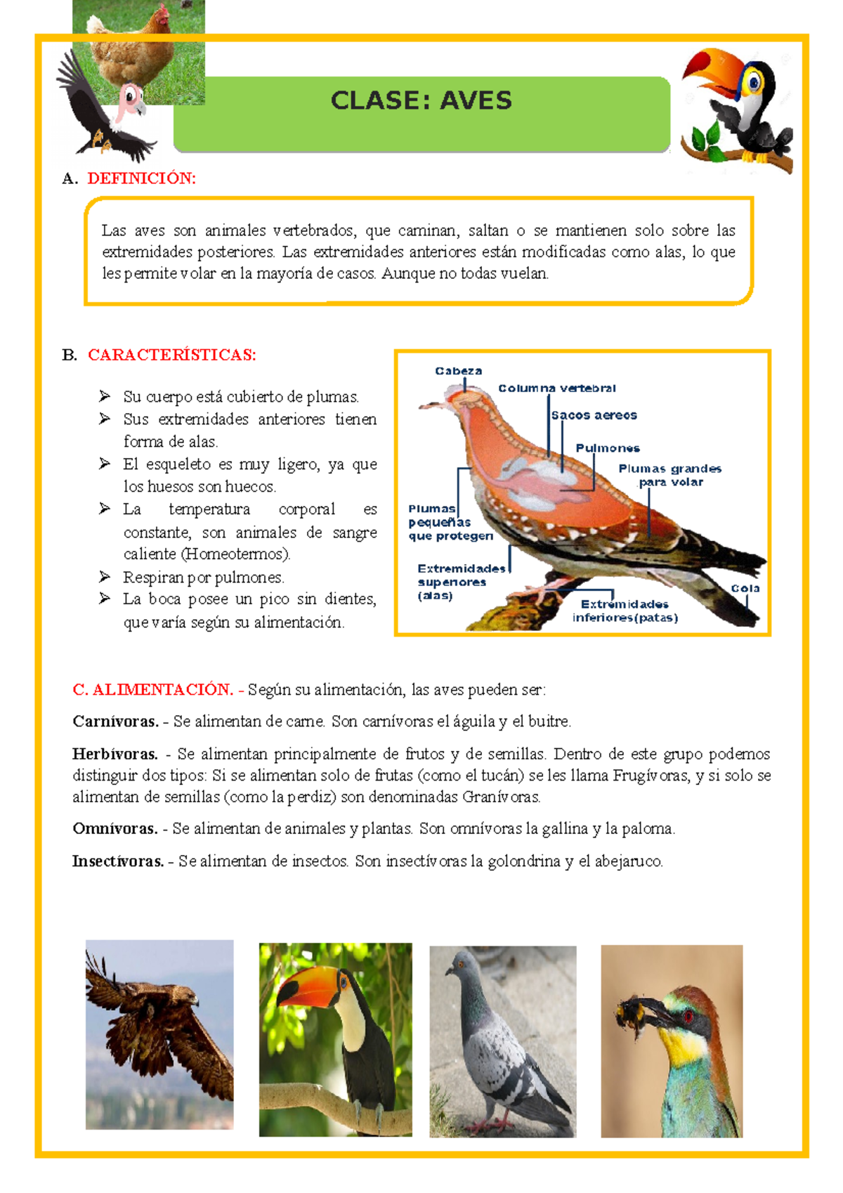 Clase - AVES - aves - A. DEFINICIÓN: B. CARACTERÍSTICAS: Su cuerpo está cubierto de plumas. Sus ...