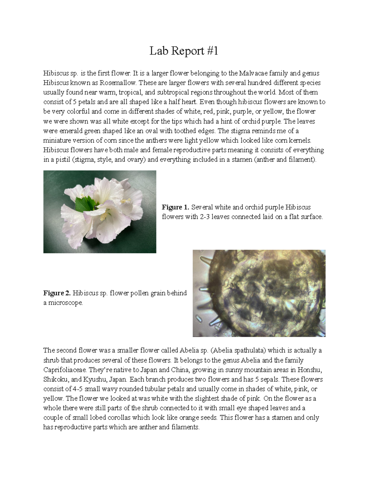 Lab Report #1 - BIOL 2890 - Lab Report Hibiscus sp. is the first flower ...
