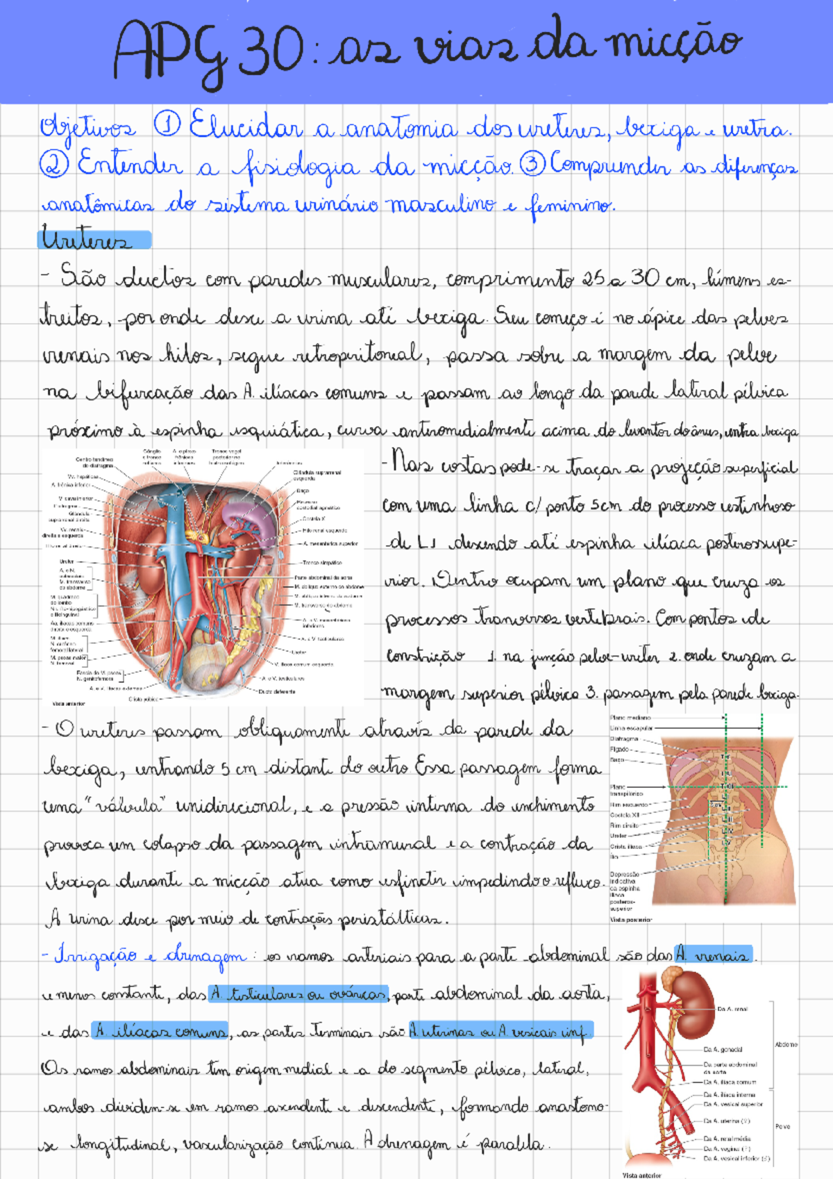 Apg 30 s15p2 As vias da micção - APG 30: as vias da micção objetivos 1 ...