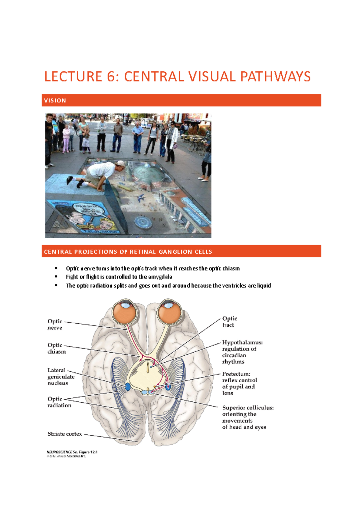 Lecture 6 how many wors do i need - LECTURE 6: CENTRAL VISUAL PATHWAYS ...