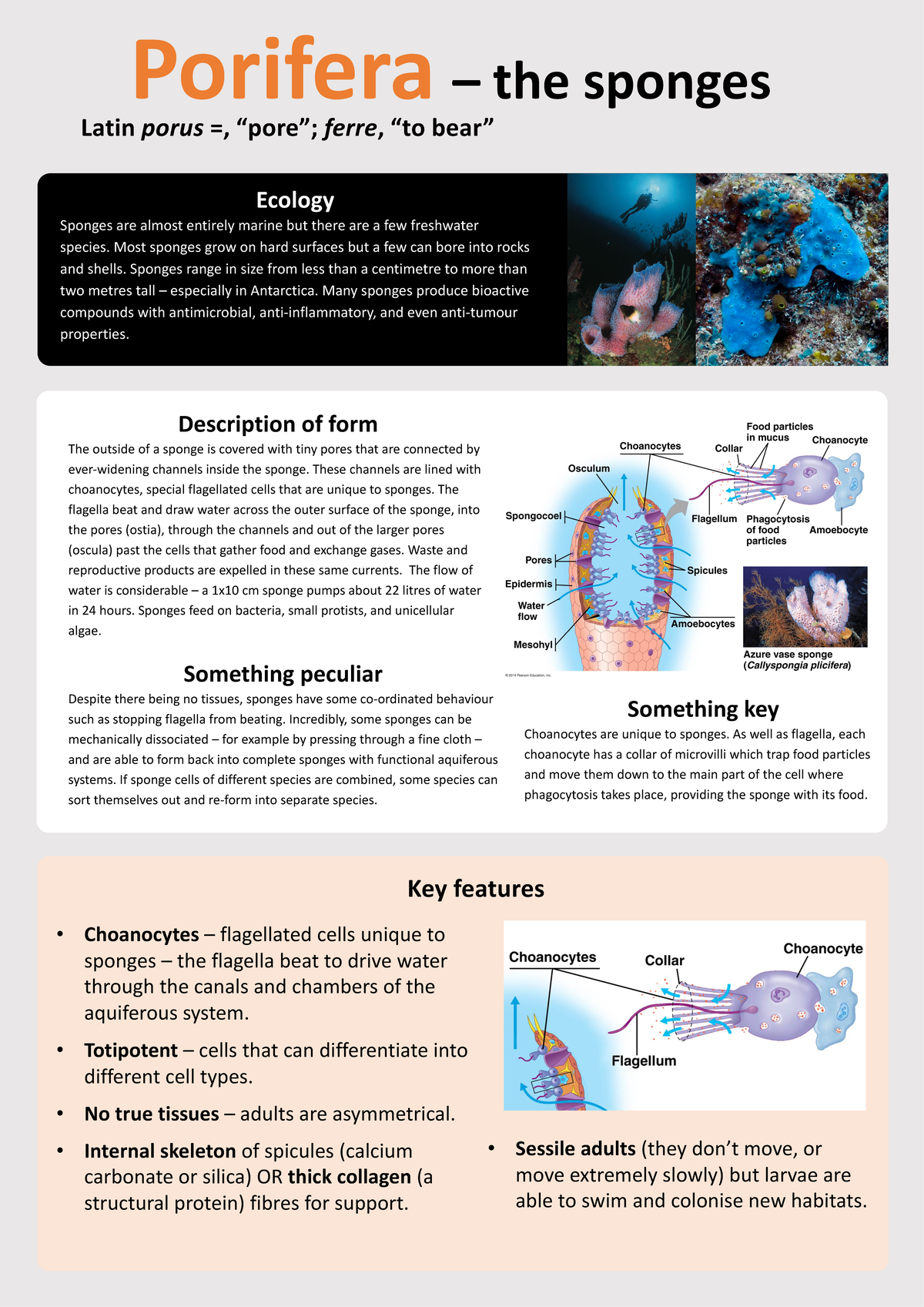 Porifera - Phylum - Animal Biology - University of Otago - Studocu