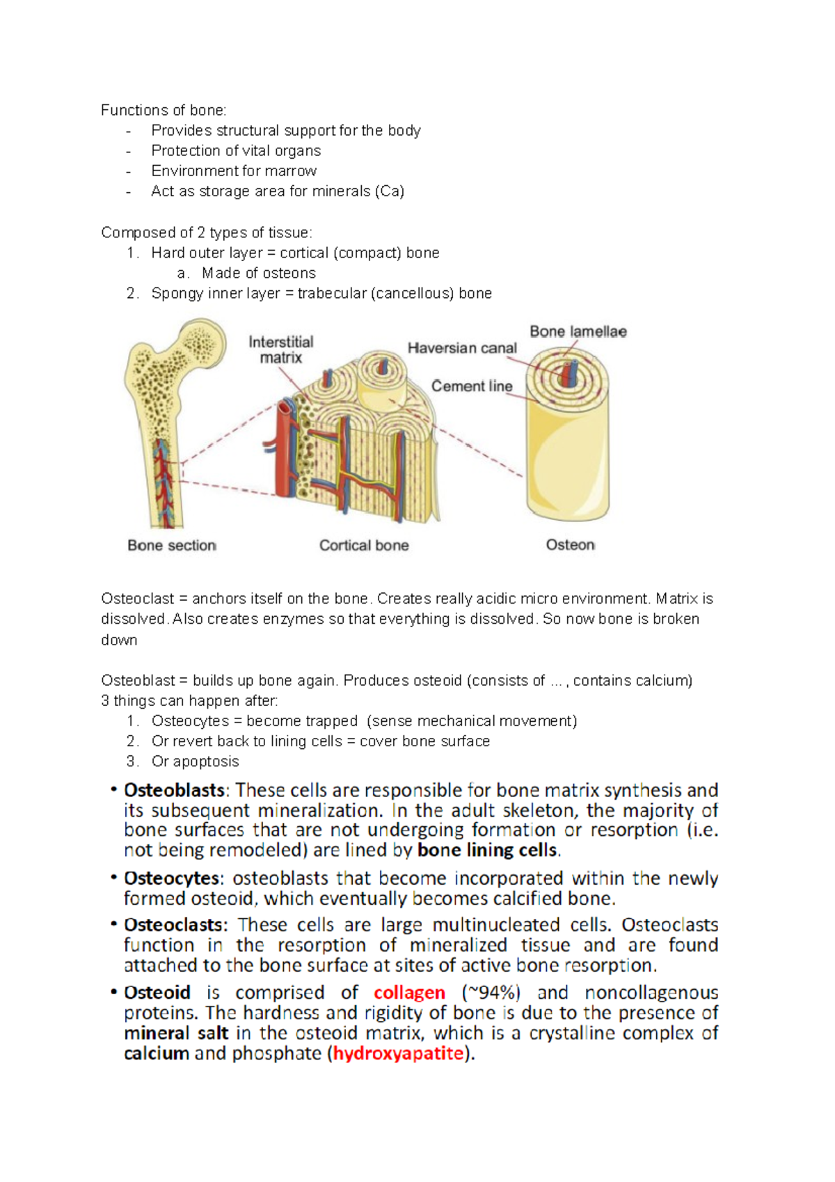 Lecture 10 Bone health in later life - Functions of bone: - Provides ...