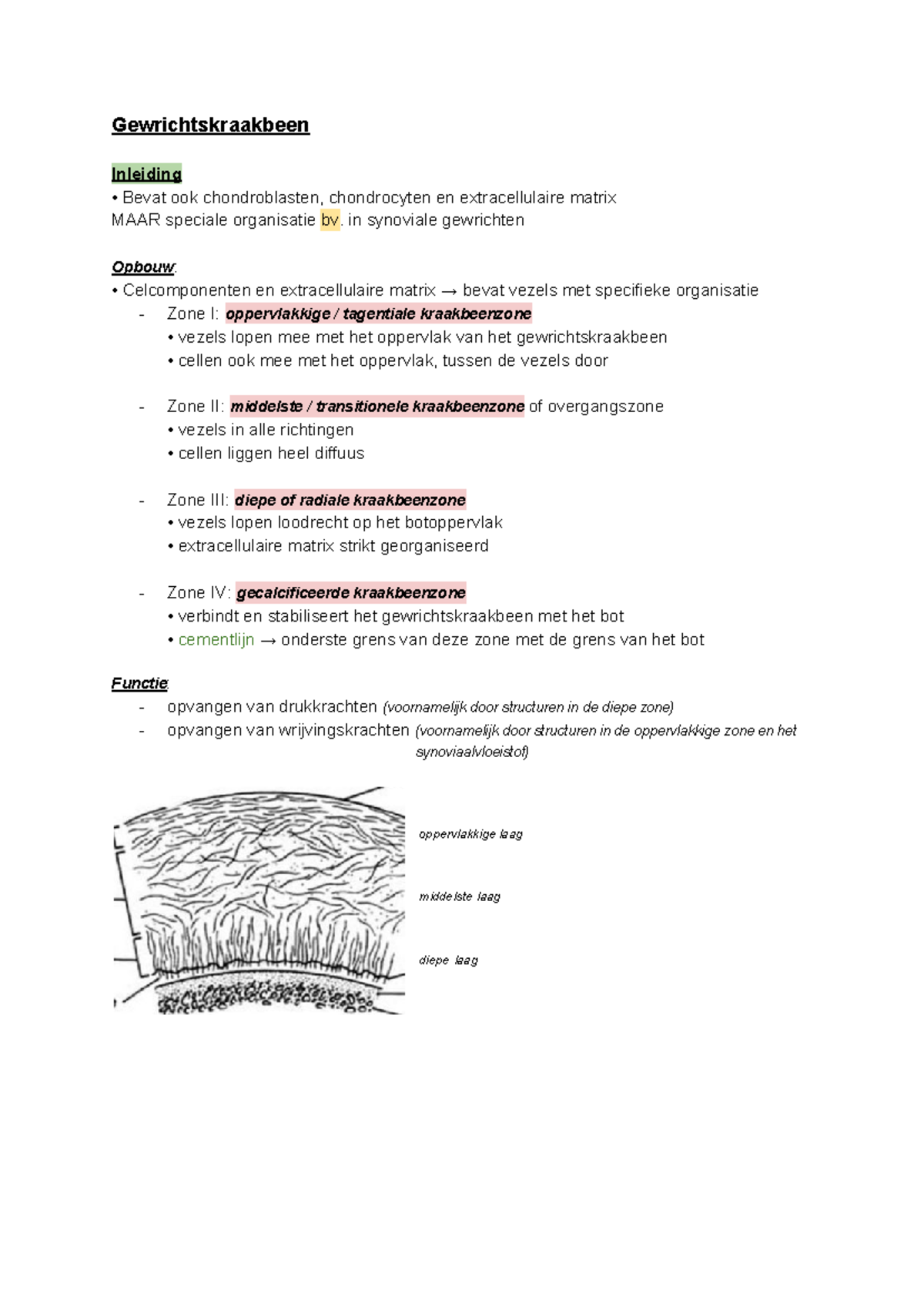 Gewrichtskraakbeen - Cyto en histo - Bevat ook chondroblasten ...