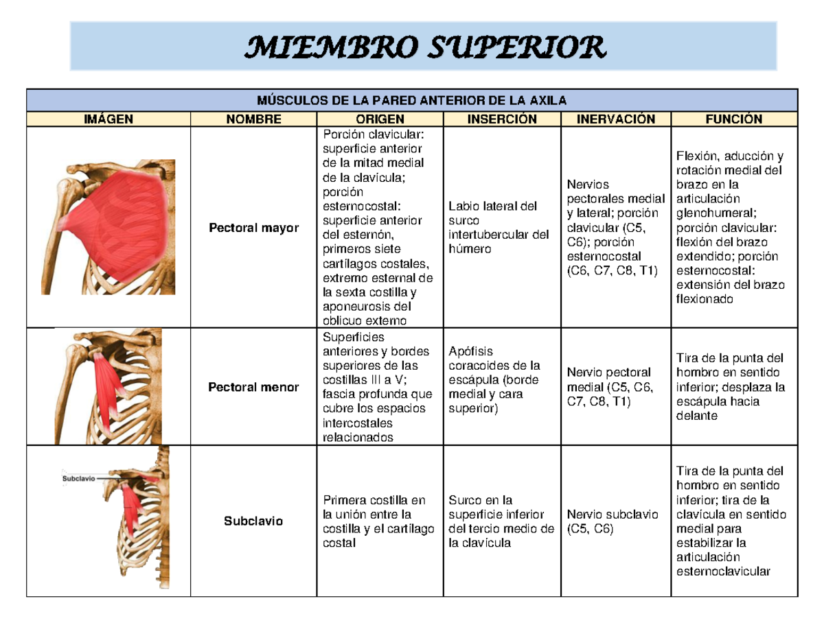 Músculos miembro superior(cuadro) - MÚSCULOS DE LA PARED ANTERIOR DE LA ...