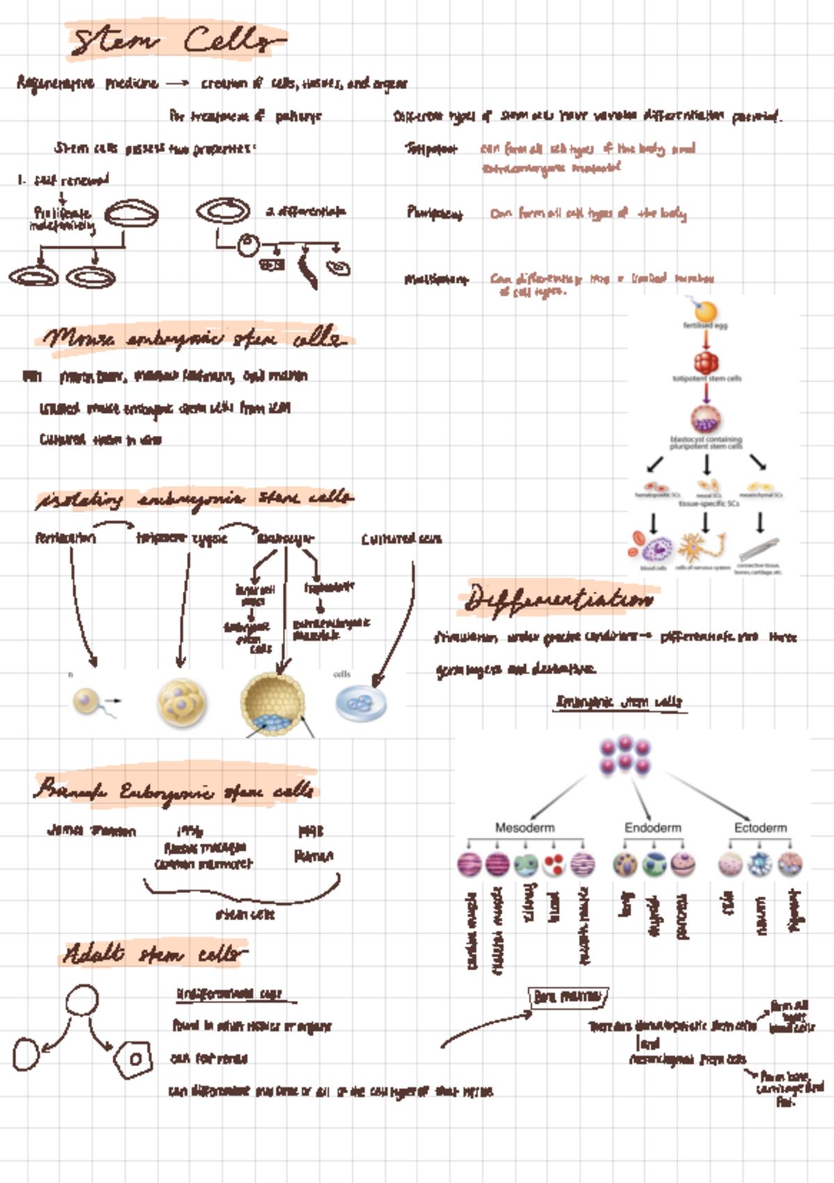 Stem Cells - Stem Cells Regenerative Medicine - creation of cells ...