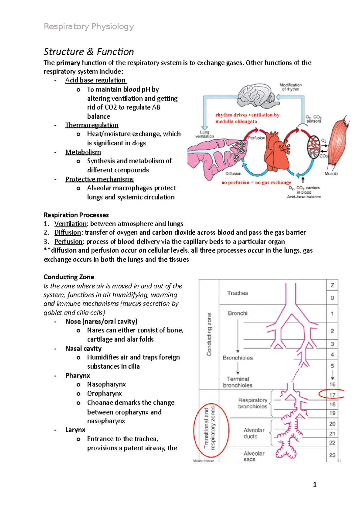 Respiratory Phys - lecture notes - Structure & Function The primary ...