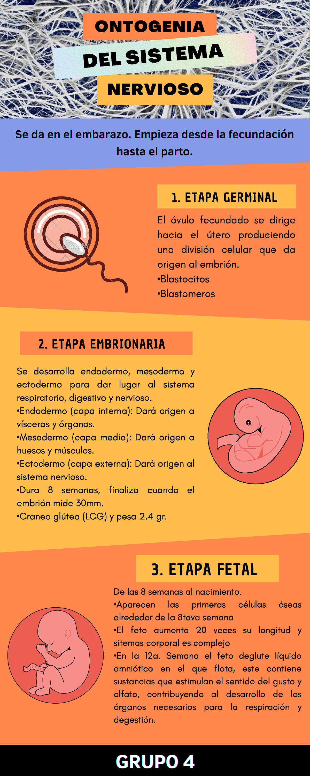 Ontogenia DEL S.N grupo 4rtu75476578548658 - ONTOGENIA NERVIOSO DEL ...