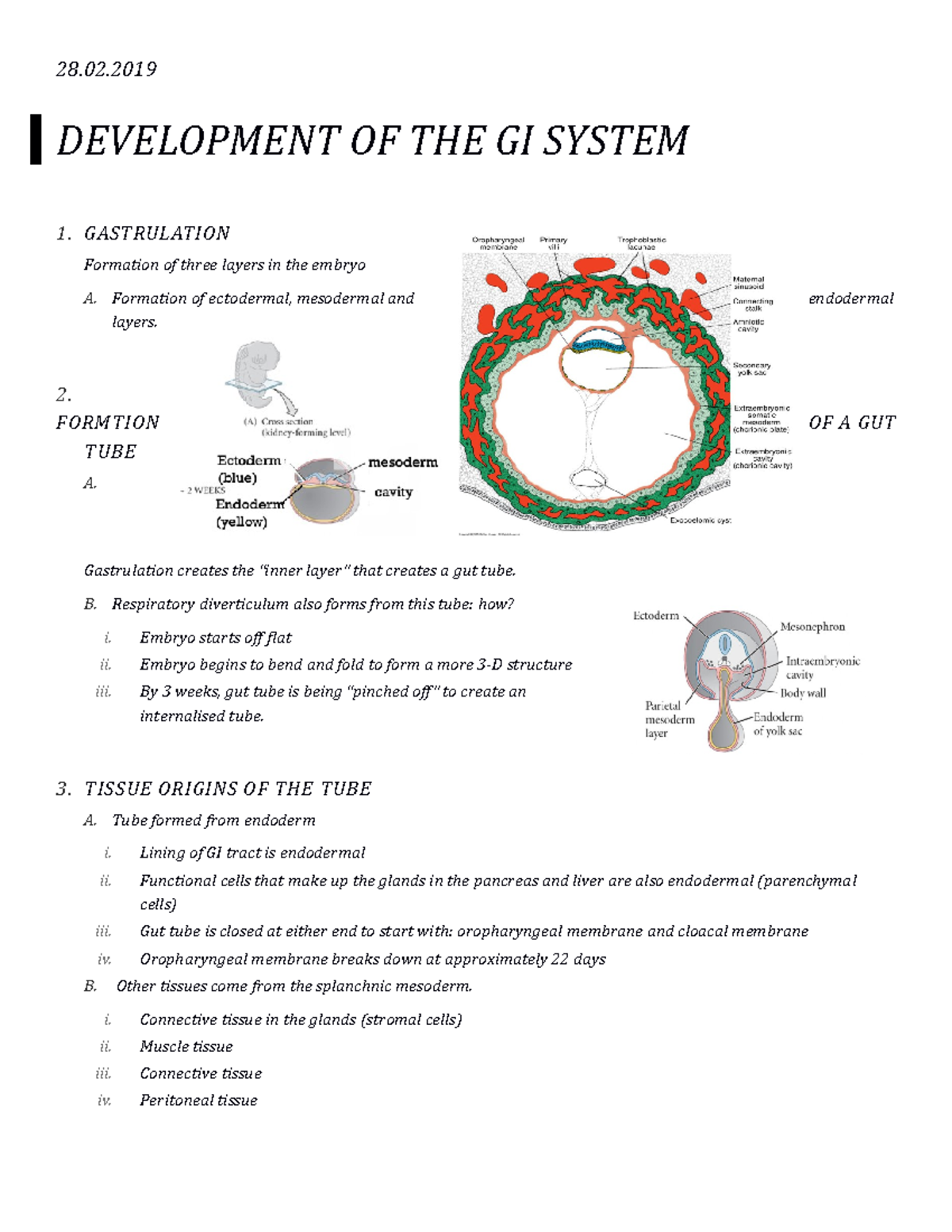 GI Development Note - Lecture notes 4 - 28. DEVELOPMENT OF THE GI ...