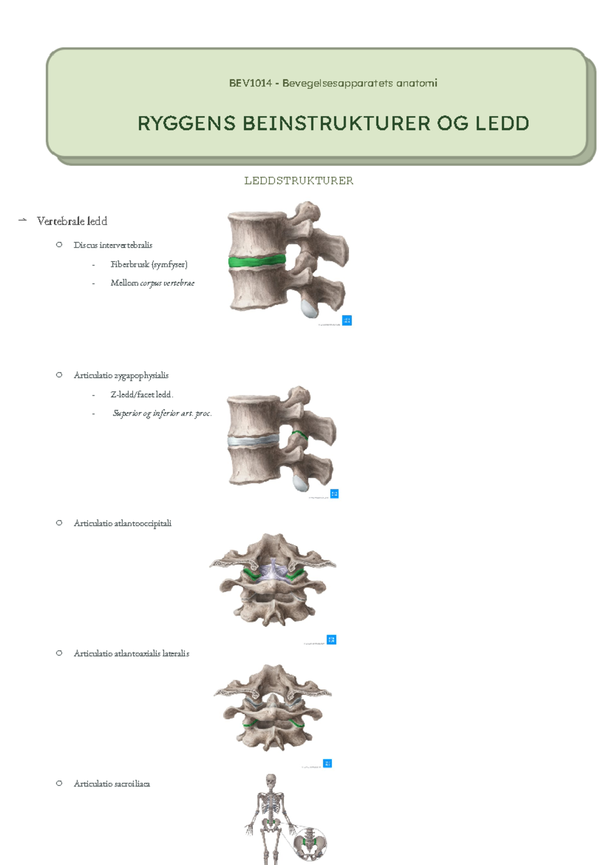 Ryggens Beinstruktruer og noen ledd - BEV1014 - BEV1014 ...