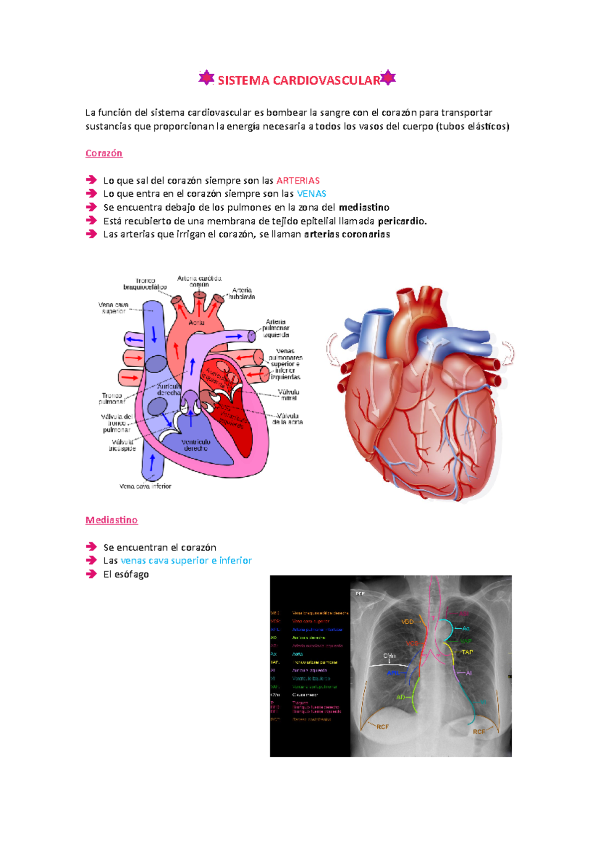 Anatomía del Sistema Cardiovascular - SISTEMA CARDIOVASCULAR La función ...