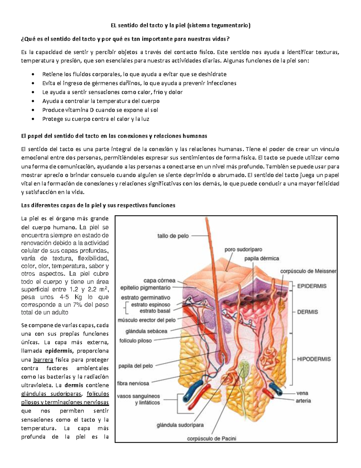 EL sentido del tacto y la piel (resumen) - EL sentido del tacto y la ...