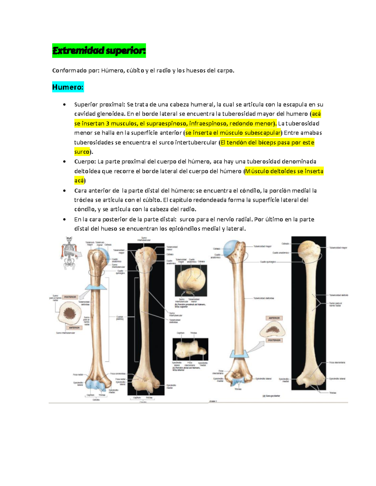 Extremidad superior. resumen - Extremidad superior: Conformado por ...