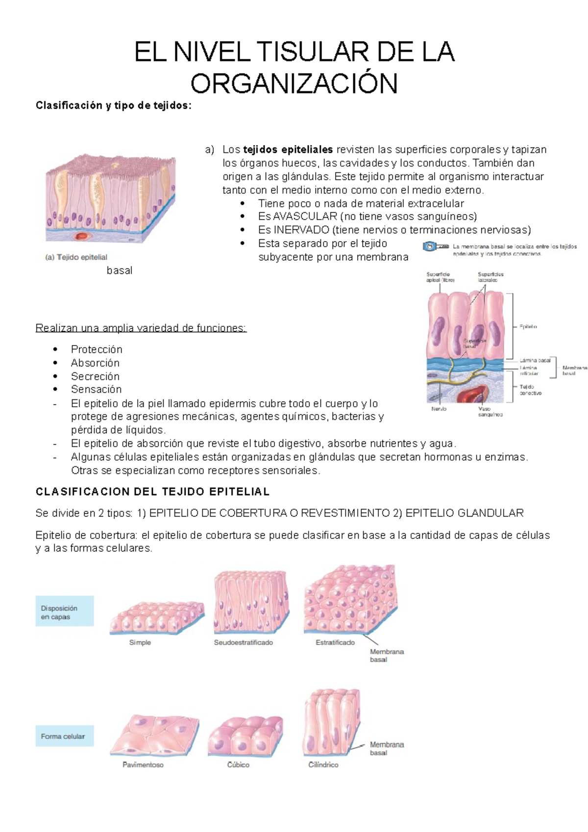 Nivel tisular de la organizacion - EL NIVEL TISULAR DE LA ORGANIZACIÓN ...