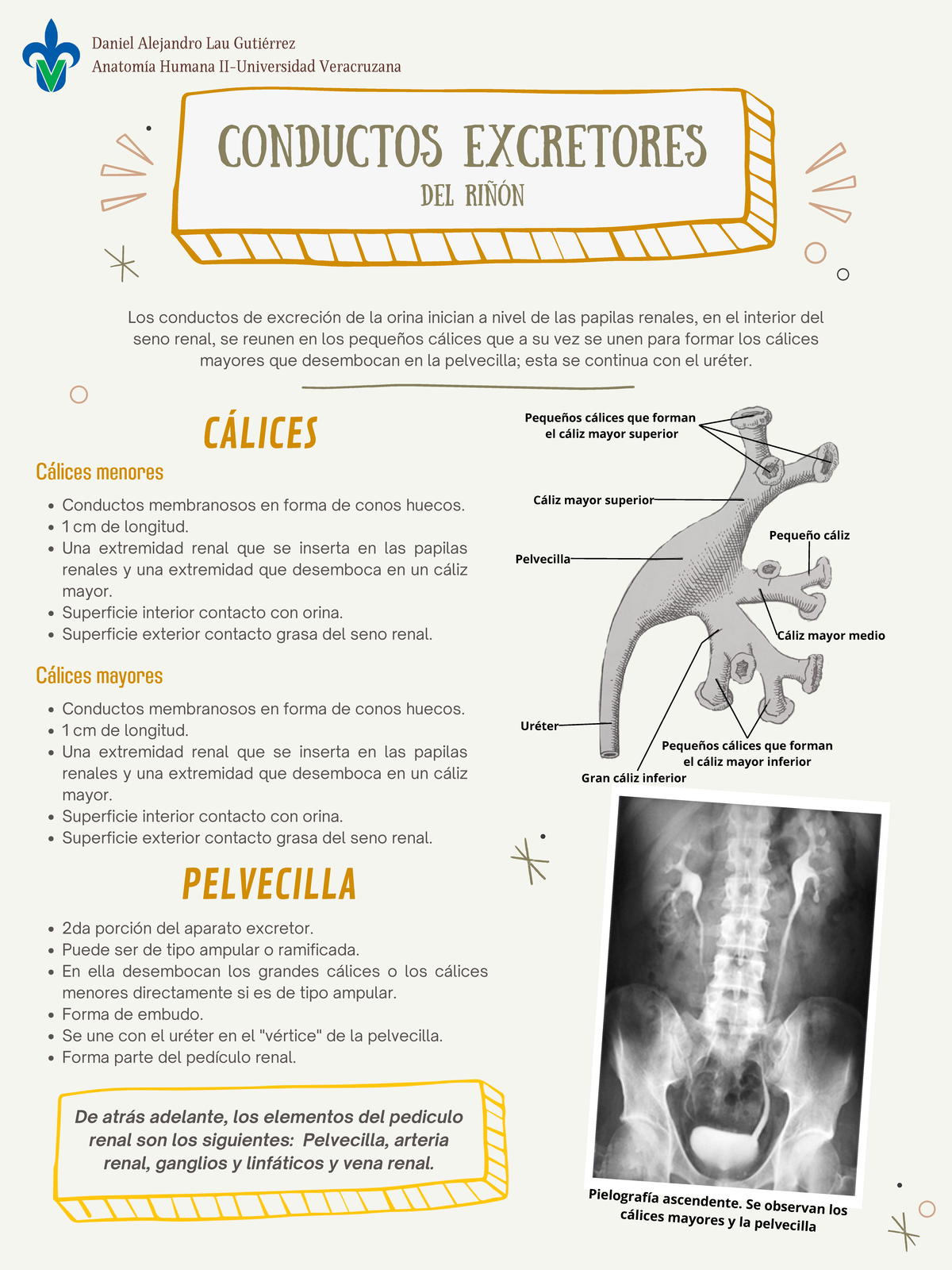 Conductos excretores - CÁLICES ####### Daniel Alejandro Lau Gutiérrez ...
