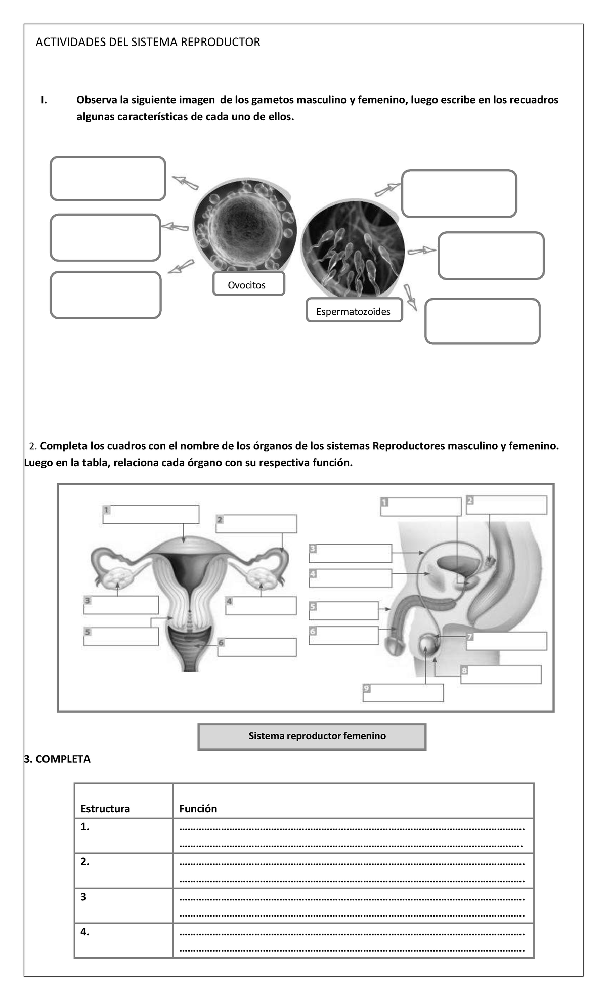 Actividades DEL Sistema Reproductor - ACTIVIDADES DEL SISTEMA ...