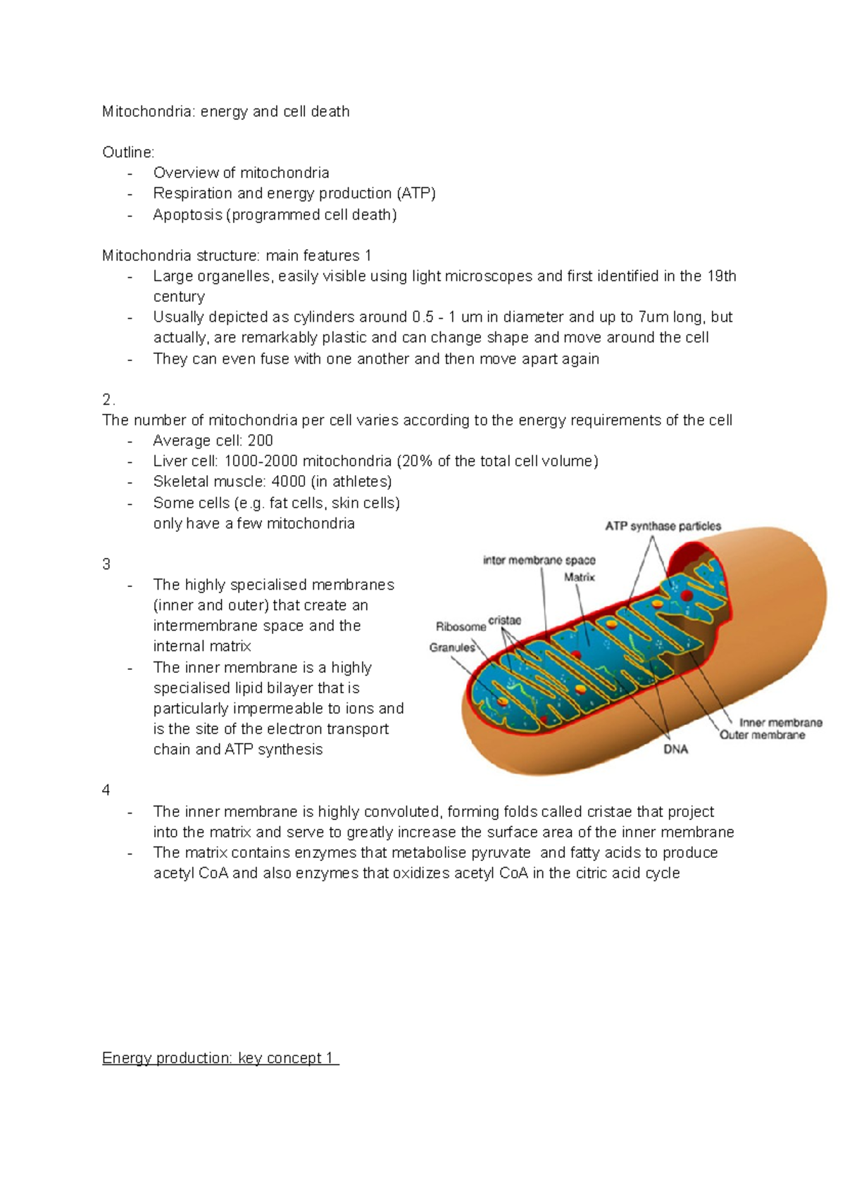 mitochondria in cells - Mitochondria: energy and cell death Outline ...