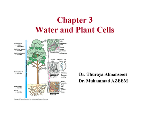 Chapter 8 Photosynthesis Questions - Answer Key 2018 imp Q - AP Biology ...