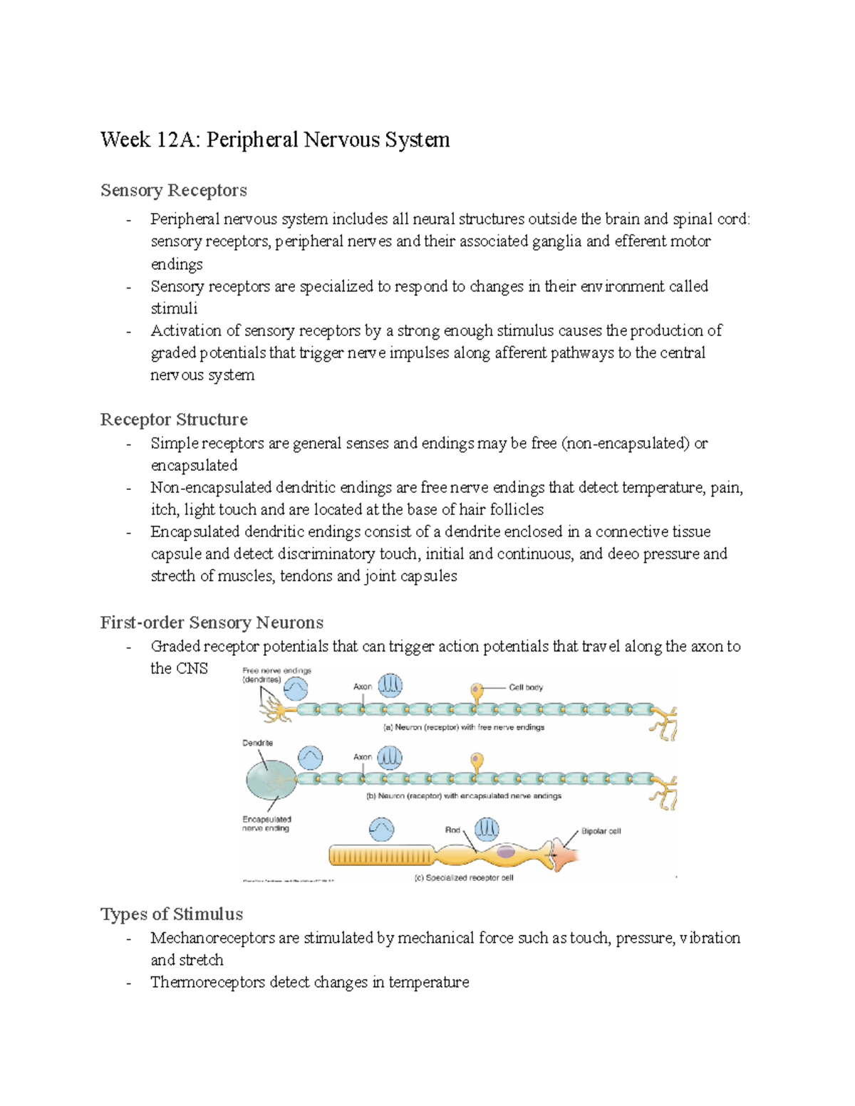 Week 12 A and P Notes - Week 12A: Peripheral Nervous System Sensory ...