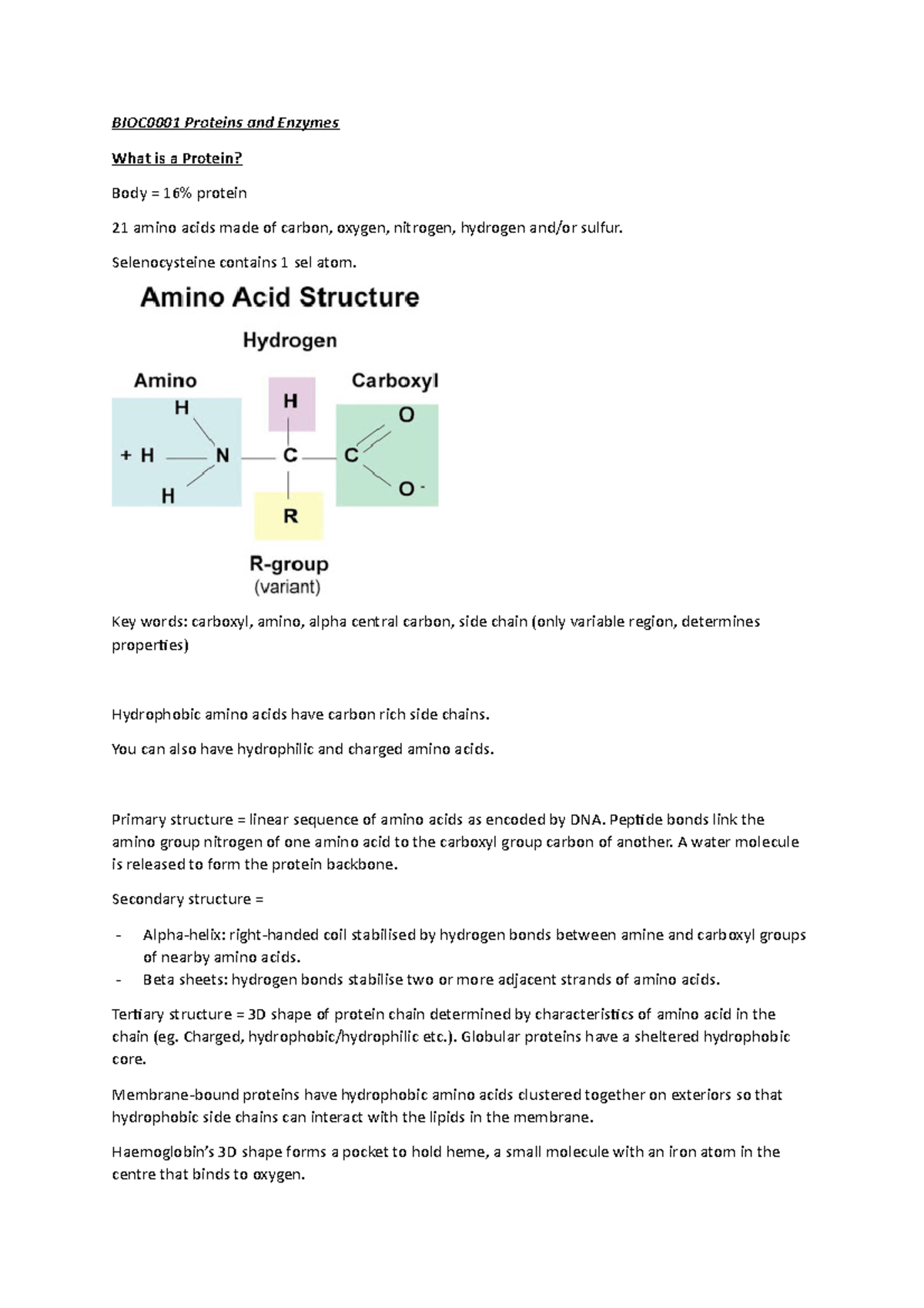 Proteins and Enzymes Notes - BIOC0001 Proteins and Enzymes What is a ...