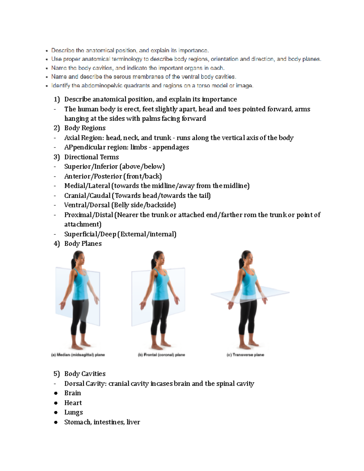 Chapter 1 Anatomy Lab - Describe anatomical position, and explain its ...