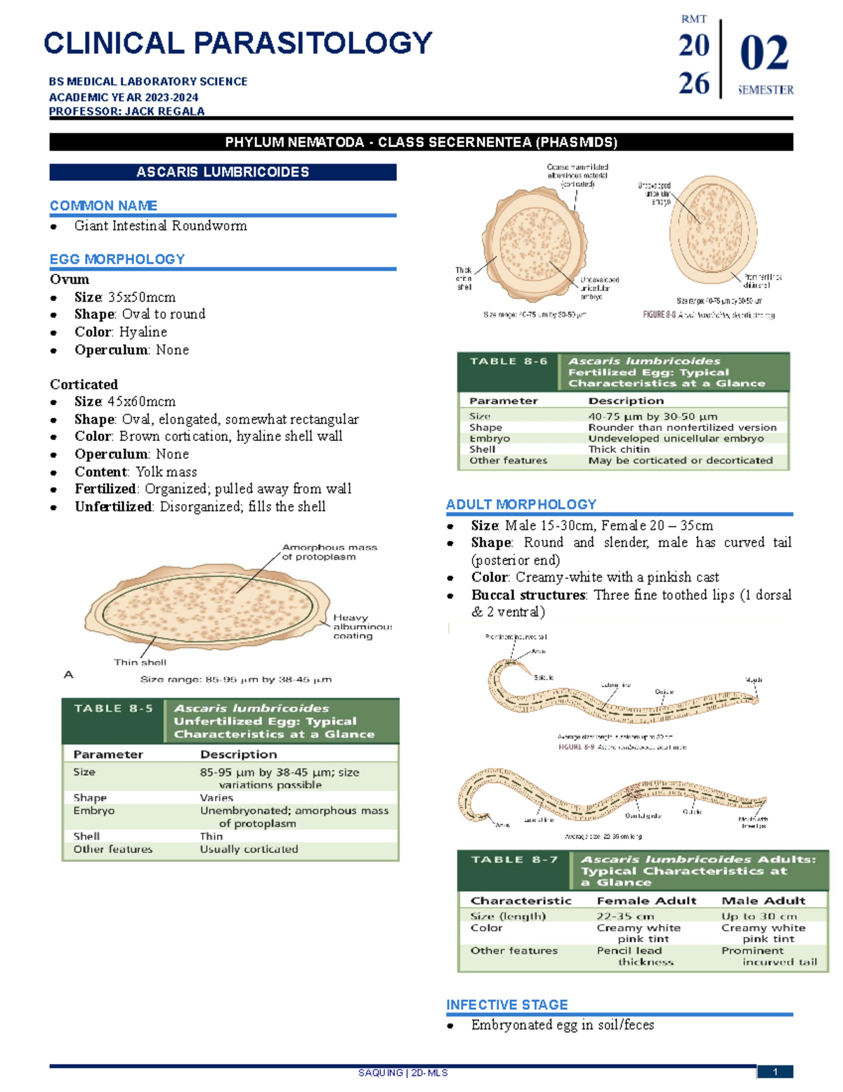 Class Secernentia - Parasitology - CLINICAL PARASITOLOGY BS MEDICAL ...