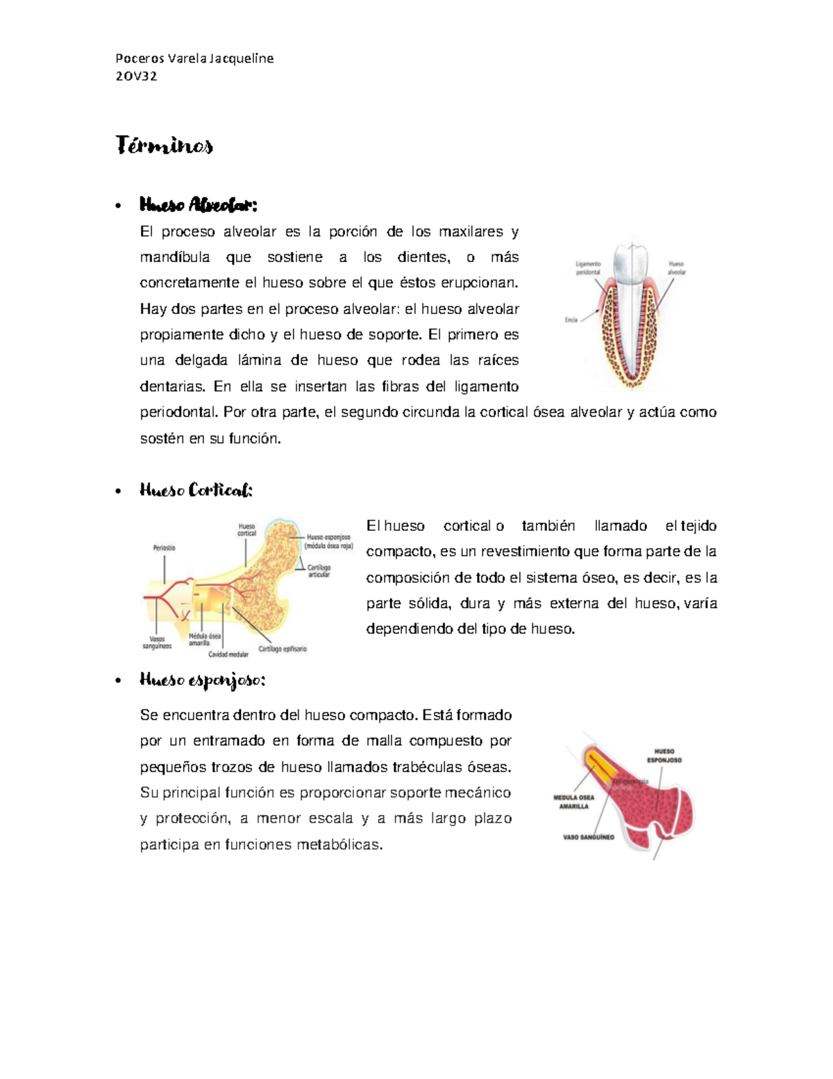 Anatomía Radiológica - 2OV Términos • Hueso Alveolar: El proceso ...