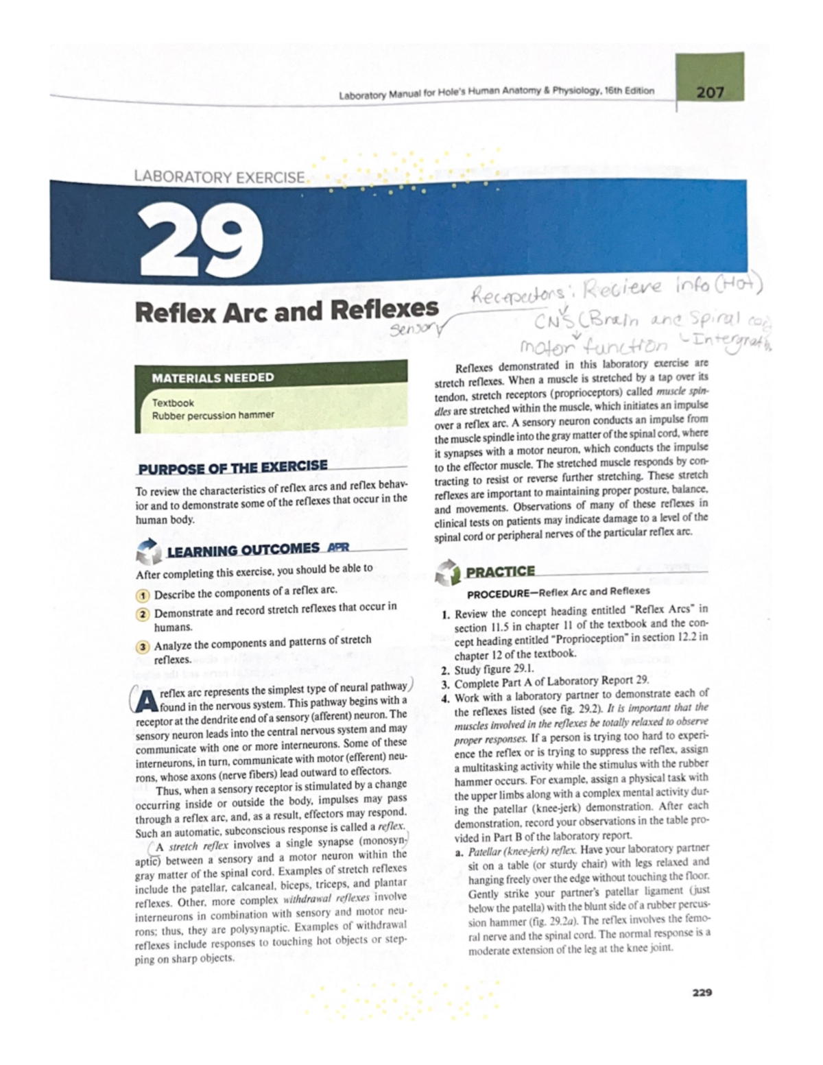 Reflex Arc a n d Reflexes Senso - BIO 201 - Studocu