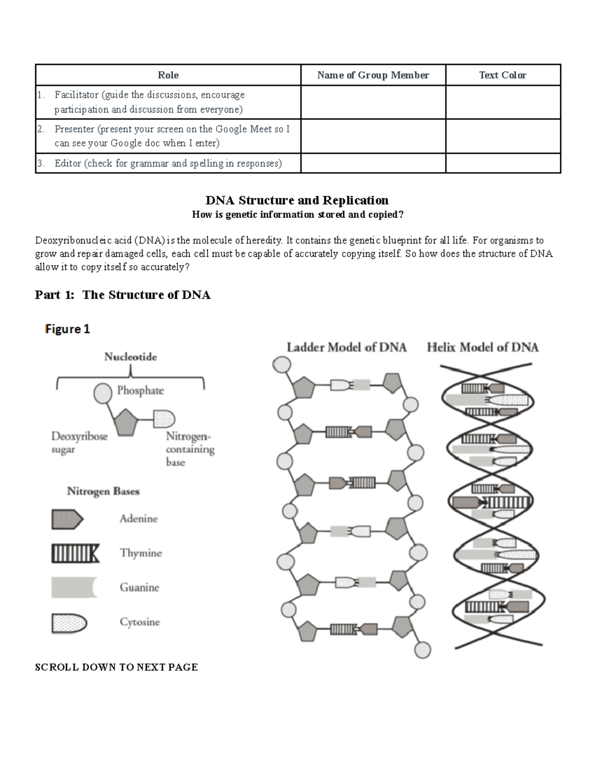 DNA Structure - Key - Bilingual studies for ESL students - Role Name of ...