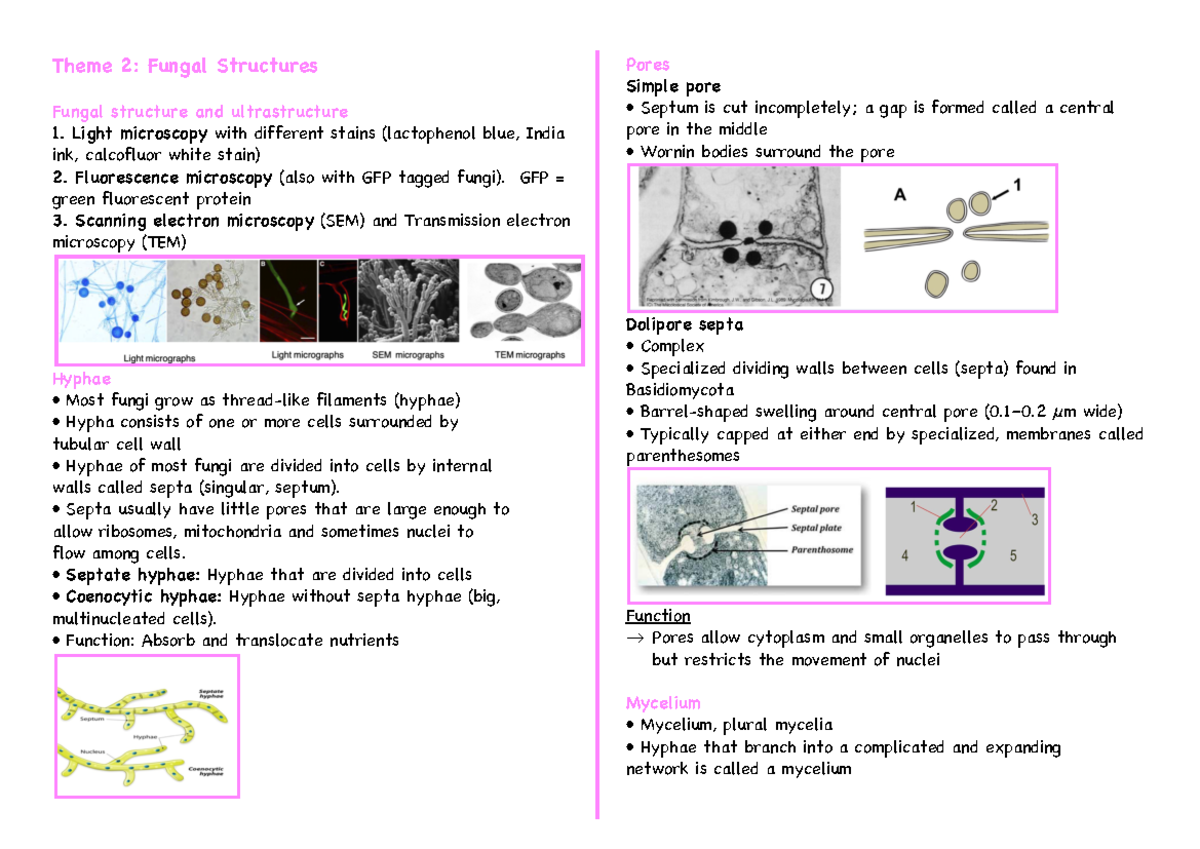Theme 2 Summary - Lecture notes - Theme 2: Fungal Structures Fungal ...