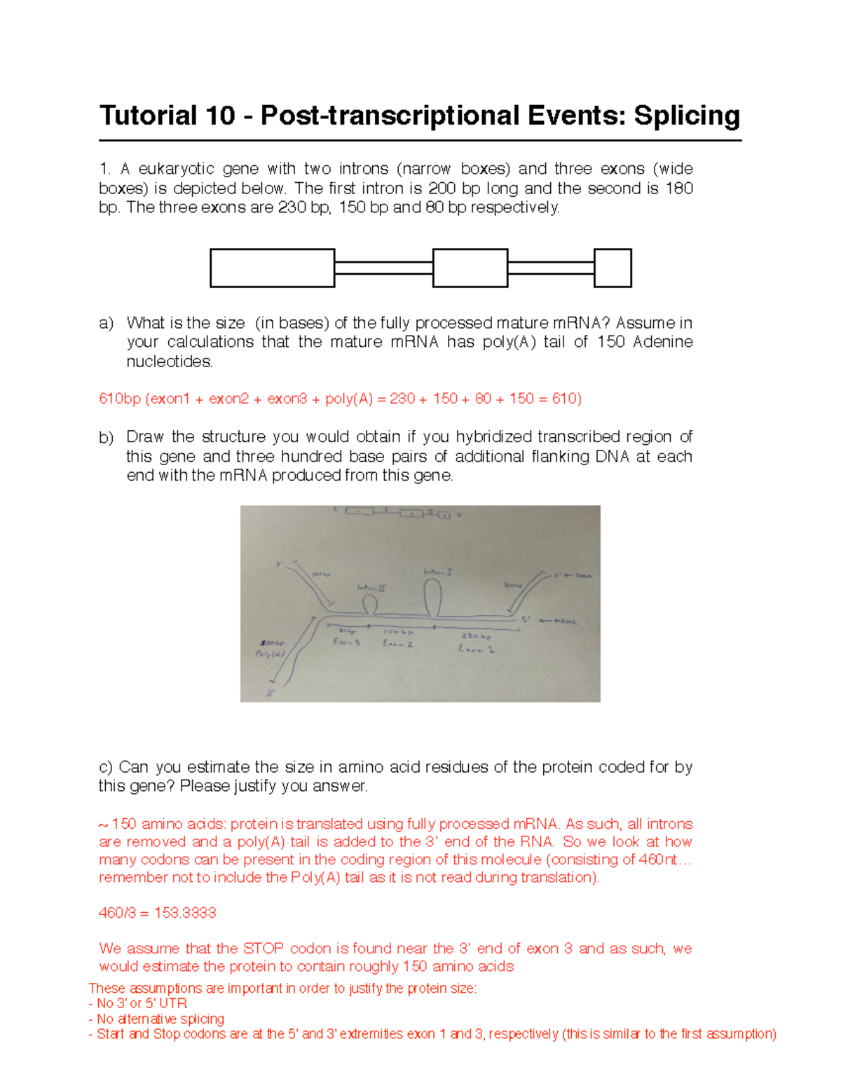 Tut10 With answers - Tutorial 10 - Post-transcriptional Events: Splicing A eukaryotic gene with ...