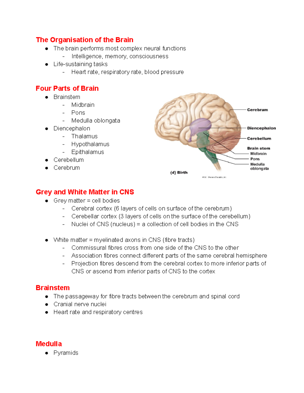 Systemic Anatomy Topic 11 Brain - The Organisation of the Brain The ...