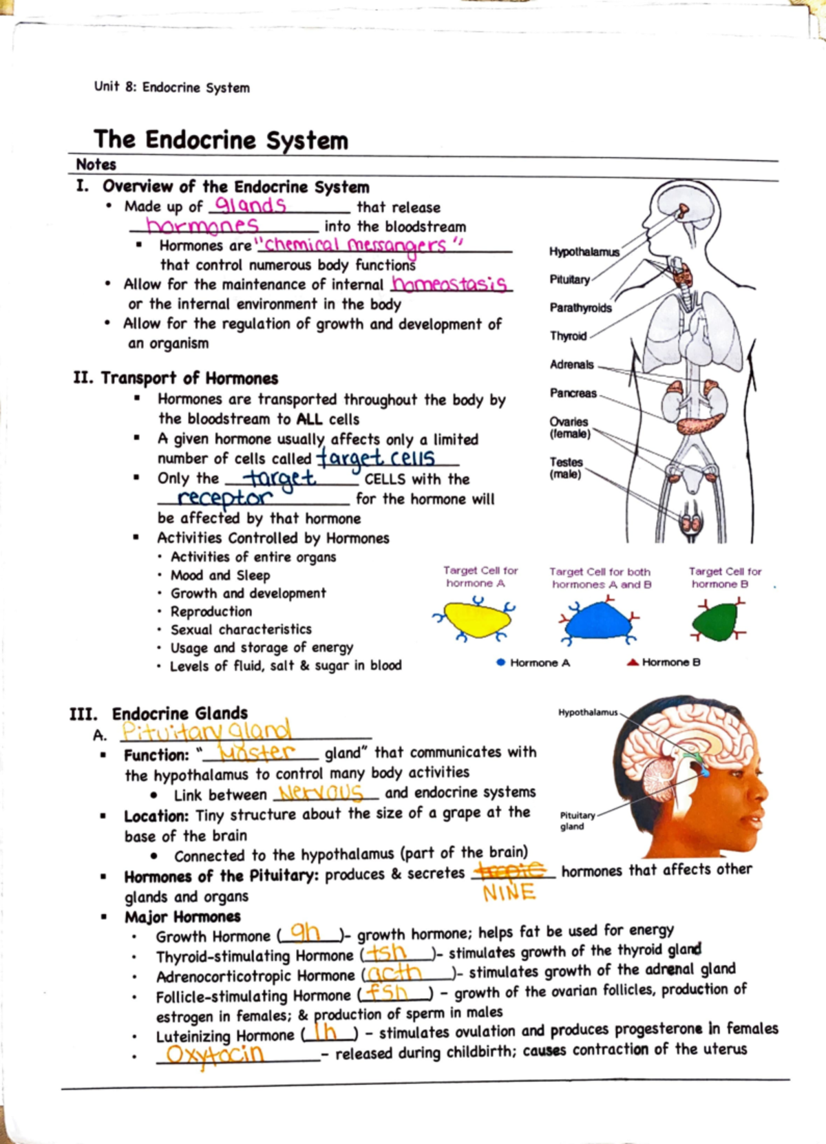 Endocrine System outline - _J ' Unit 8: Endocrine System The Endocrine ...