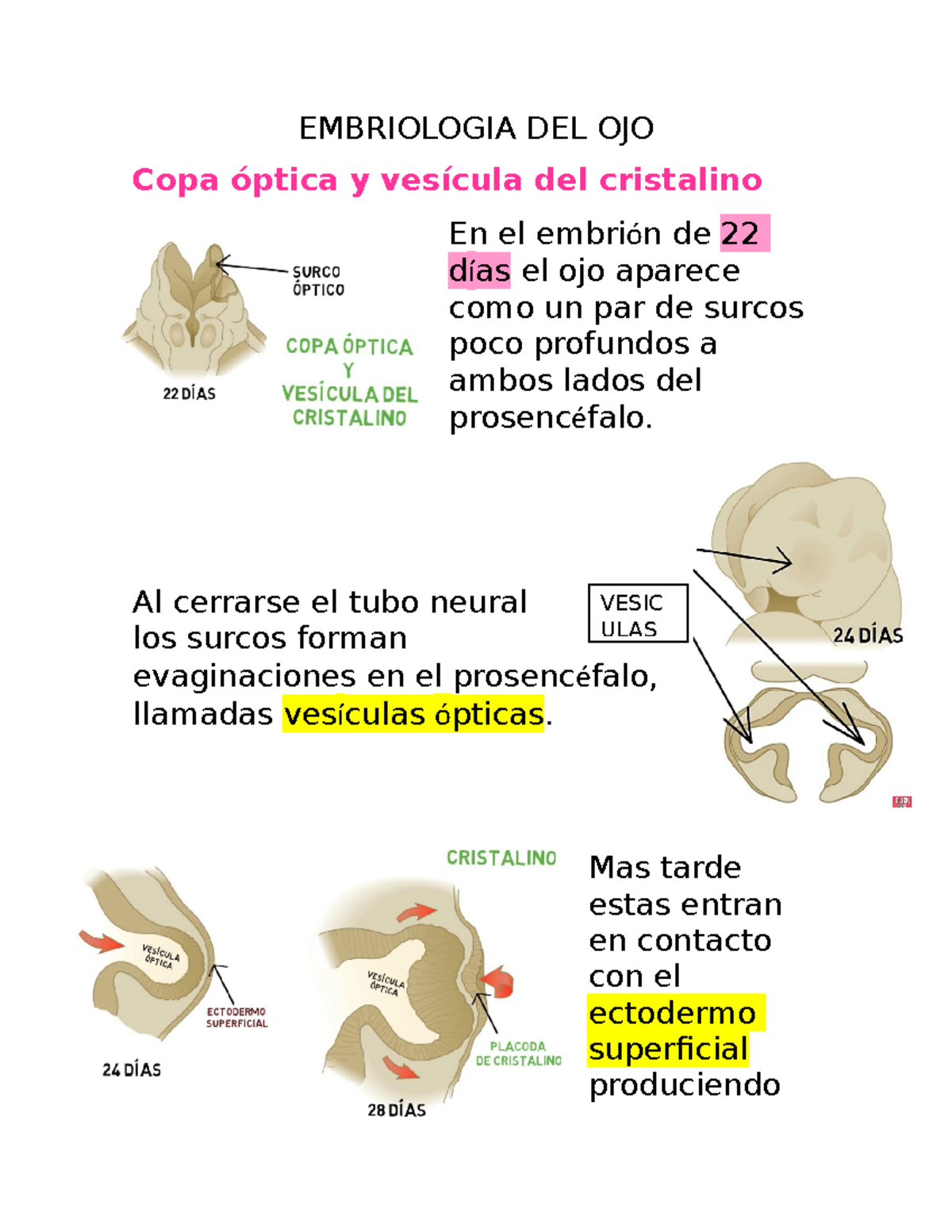 Embriologia DEL OJO resumen - EMBRIOLOGIA DEL OJO Copa óptica y ...