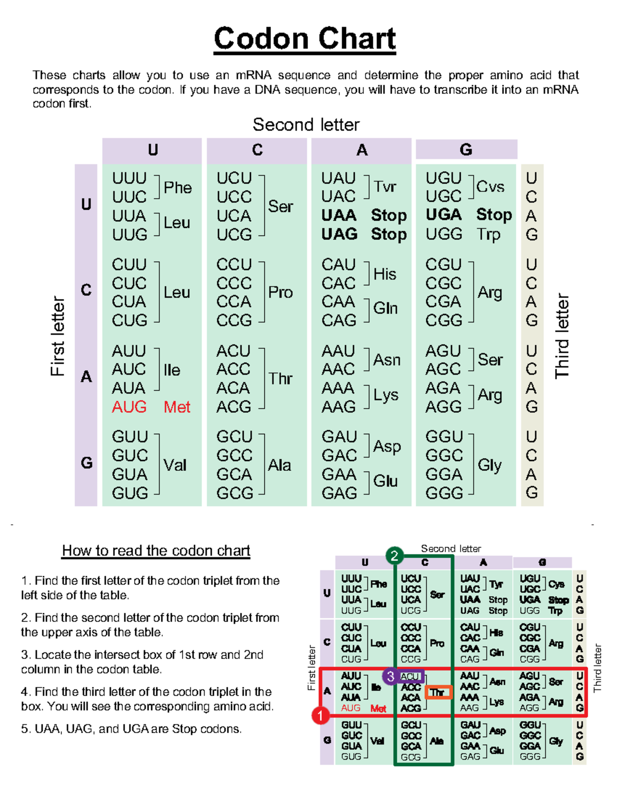 Codon Chart - Codon Chart These charts allow you to use an mRNA ...