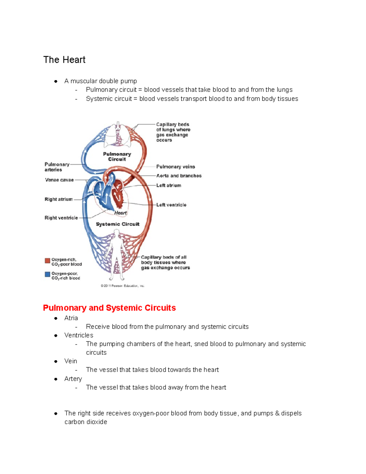 Systemic Anatomy Topic 15 - Heart - The Heart A muscular double pump ...