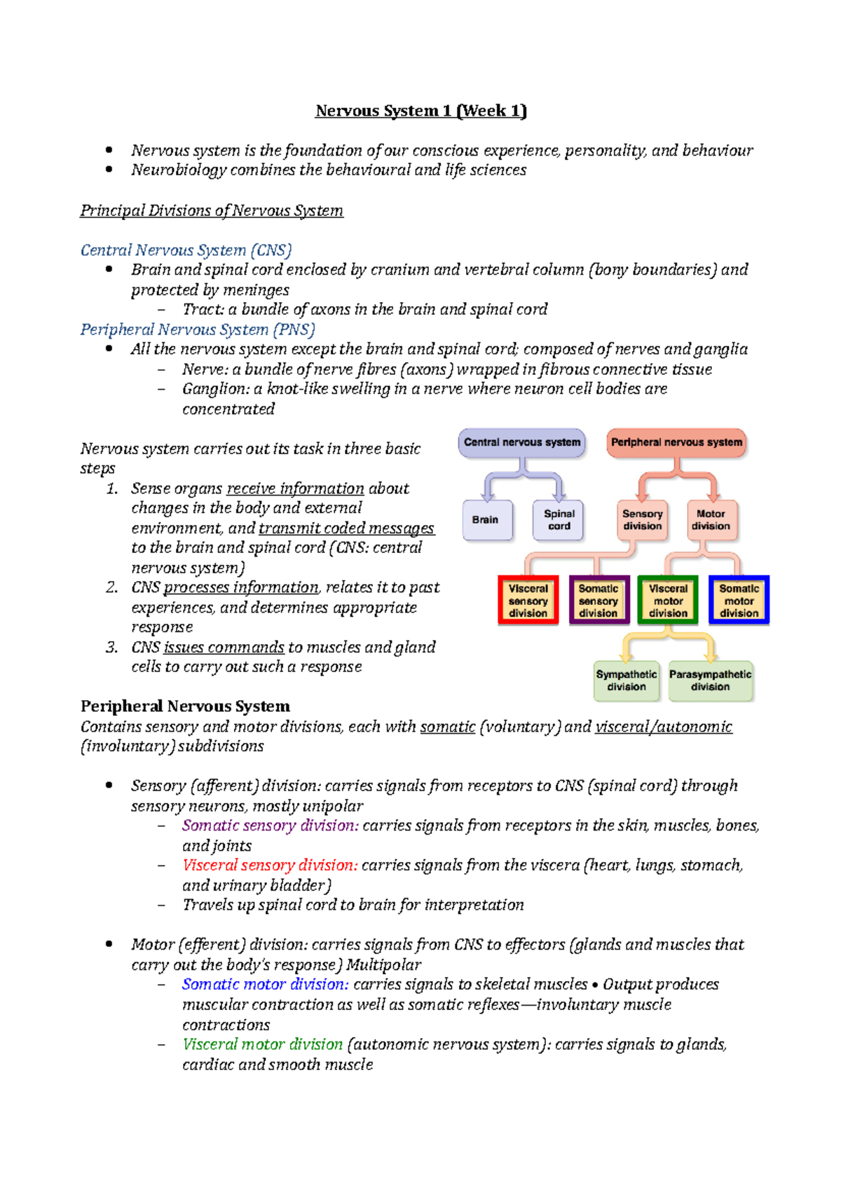 Nervous System 1 - Sense organs receive information about changes in ...