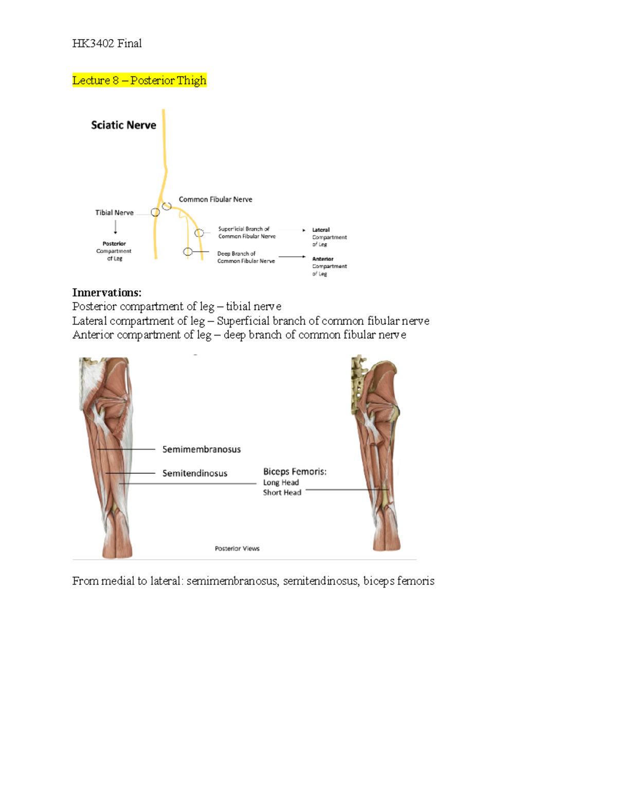 HK3401 Final Notes - Lecture 8 – Posterior Thigh Innervations ...
