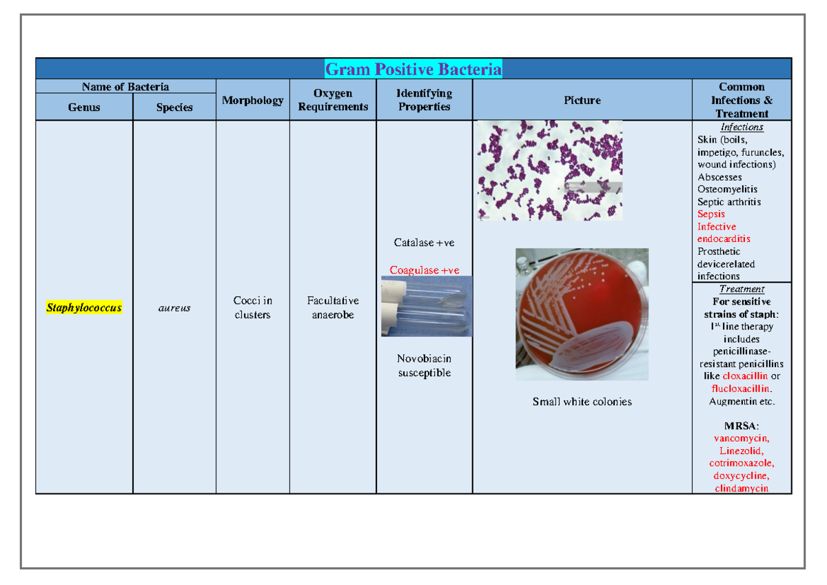 Bacteriology Organism Table - Gram Positive Bacteria Name of Bacteria ...