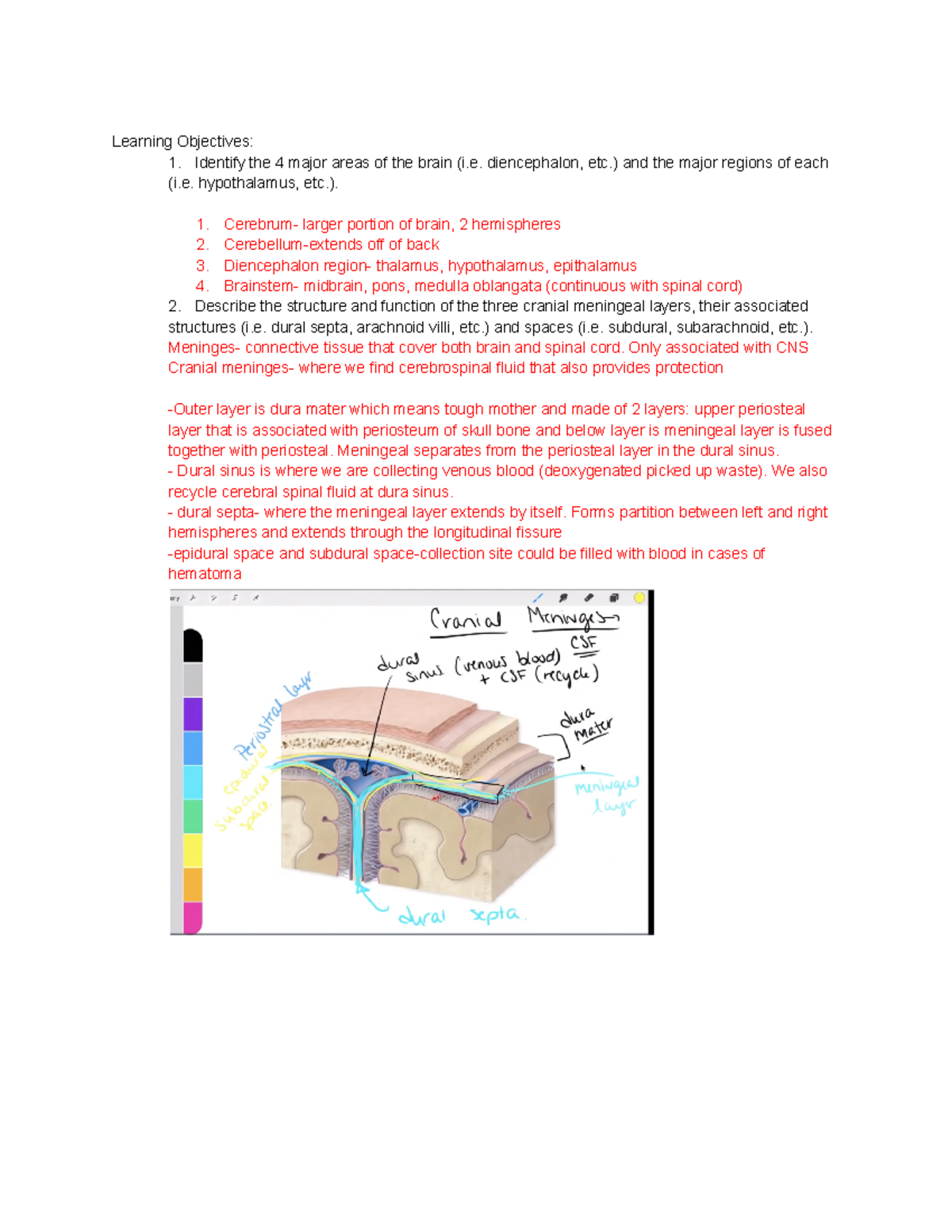 Module 2 doc 3 - lecture notes on brain - Learning Objectives: 1 ...
