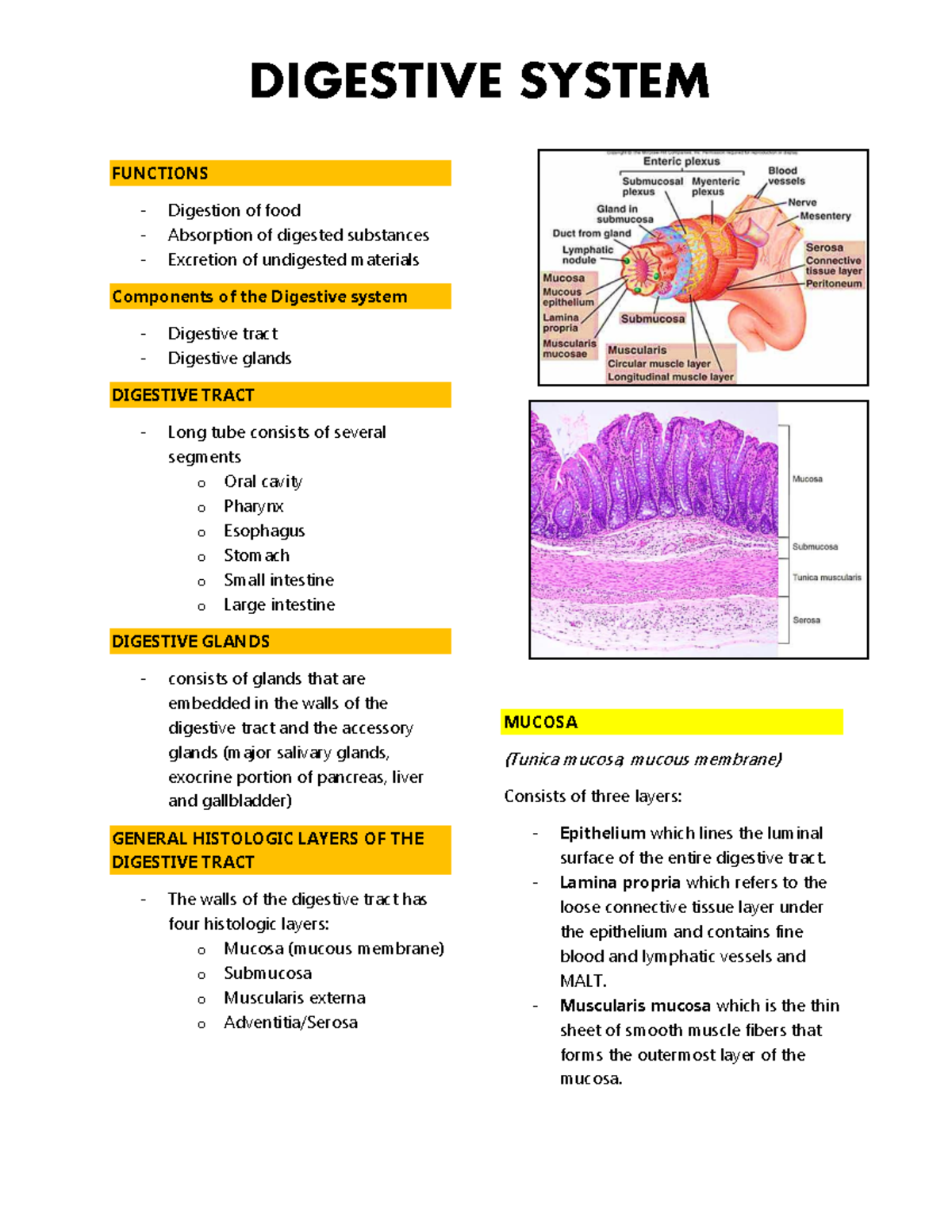 Digestive System Notes - ####### FUNCTIONS Digestion of food Absorption ...