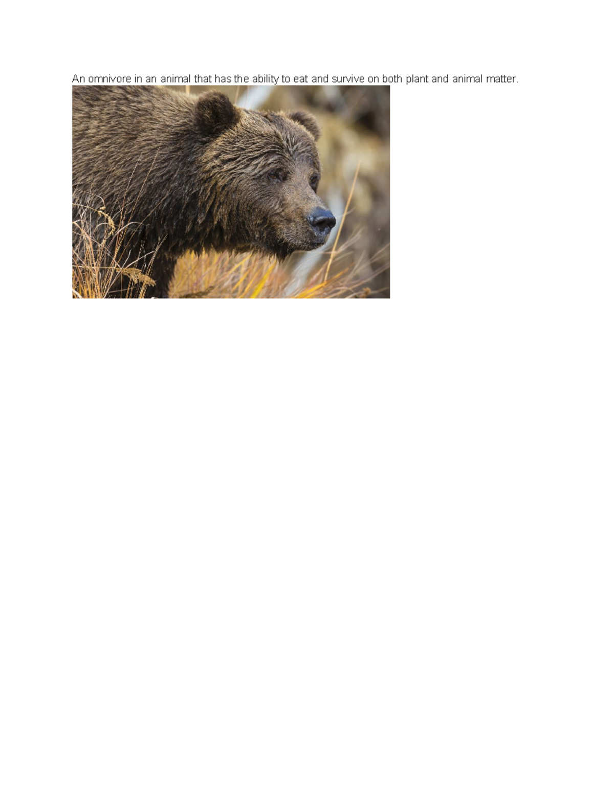 An omnivore in an animal that has the ability to eat and survive on ...