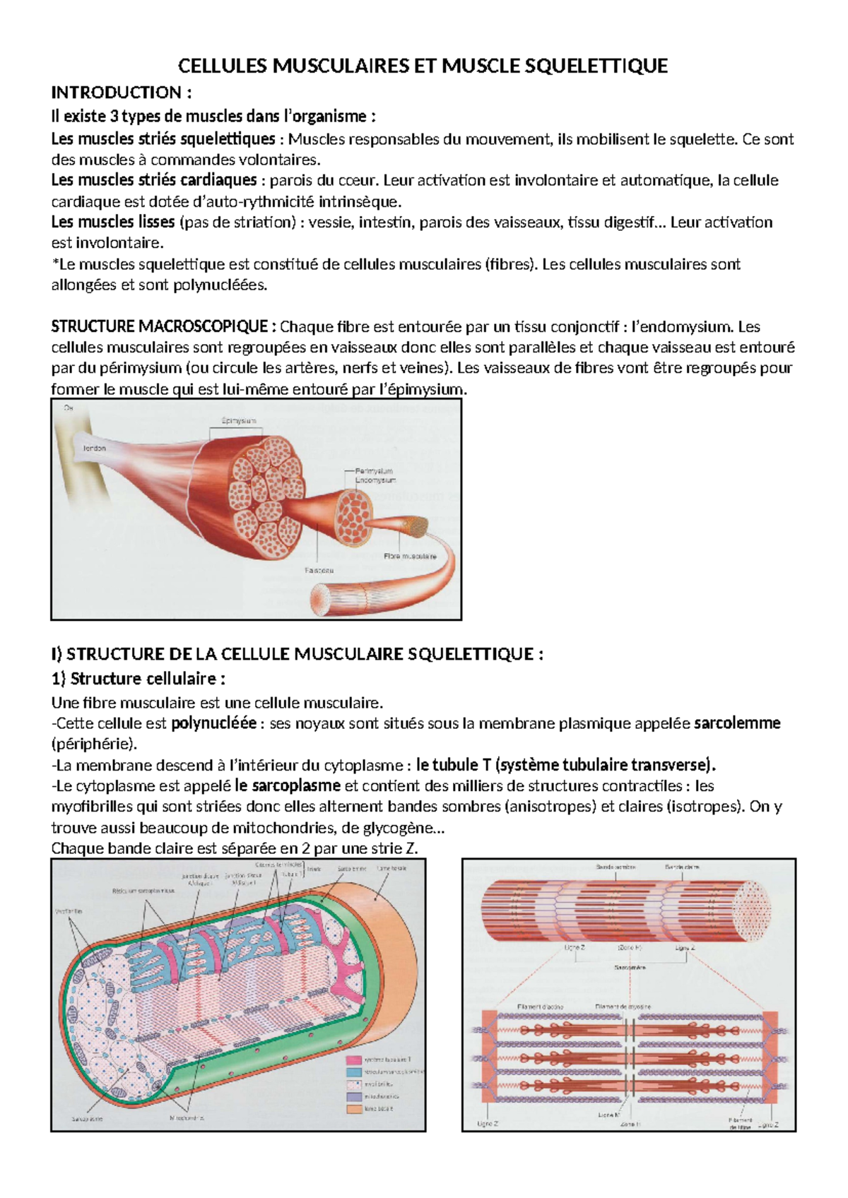 Cellules Musculaires - Biologie de l'exercice - CELLULES MUSCULAIRES ET MUSCLE SQUELETTIQUE ...