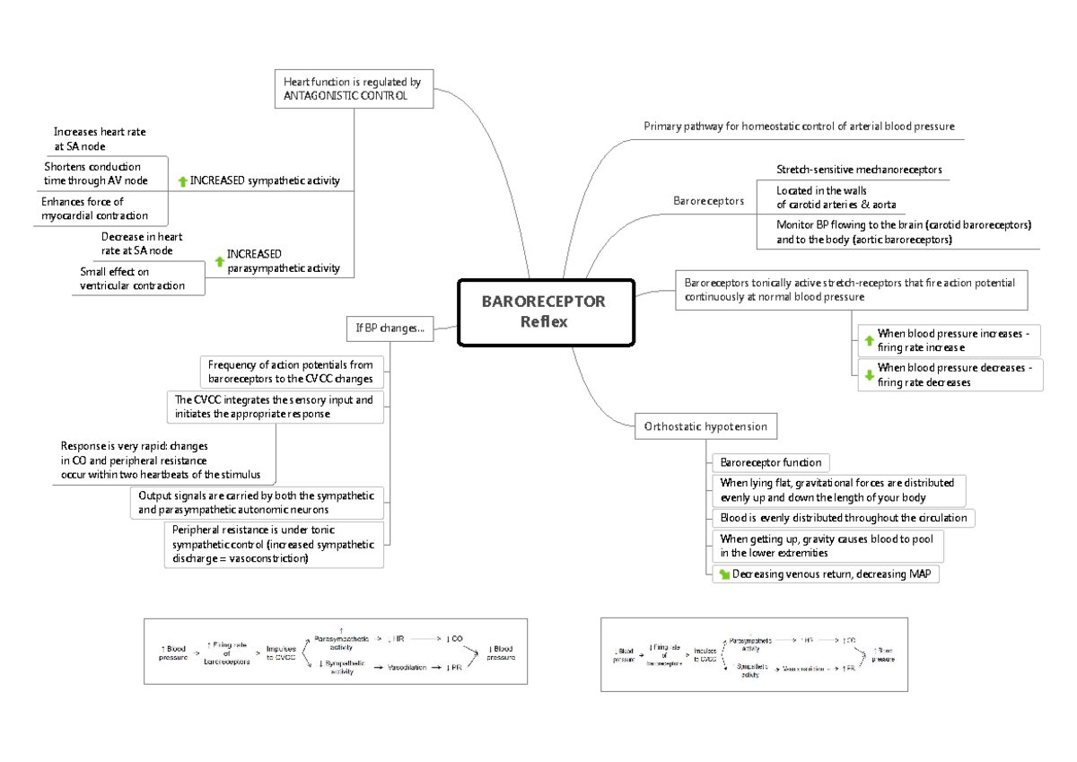 FLG 212 Lec 4 Maps - Heart function is regulated ANTAGONISTIC CONTROL ...